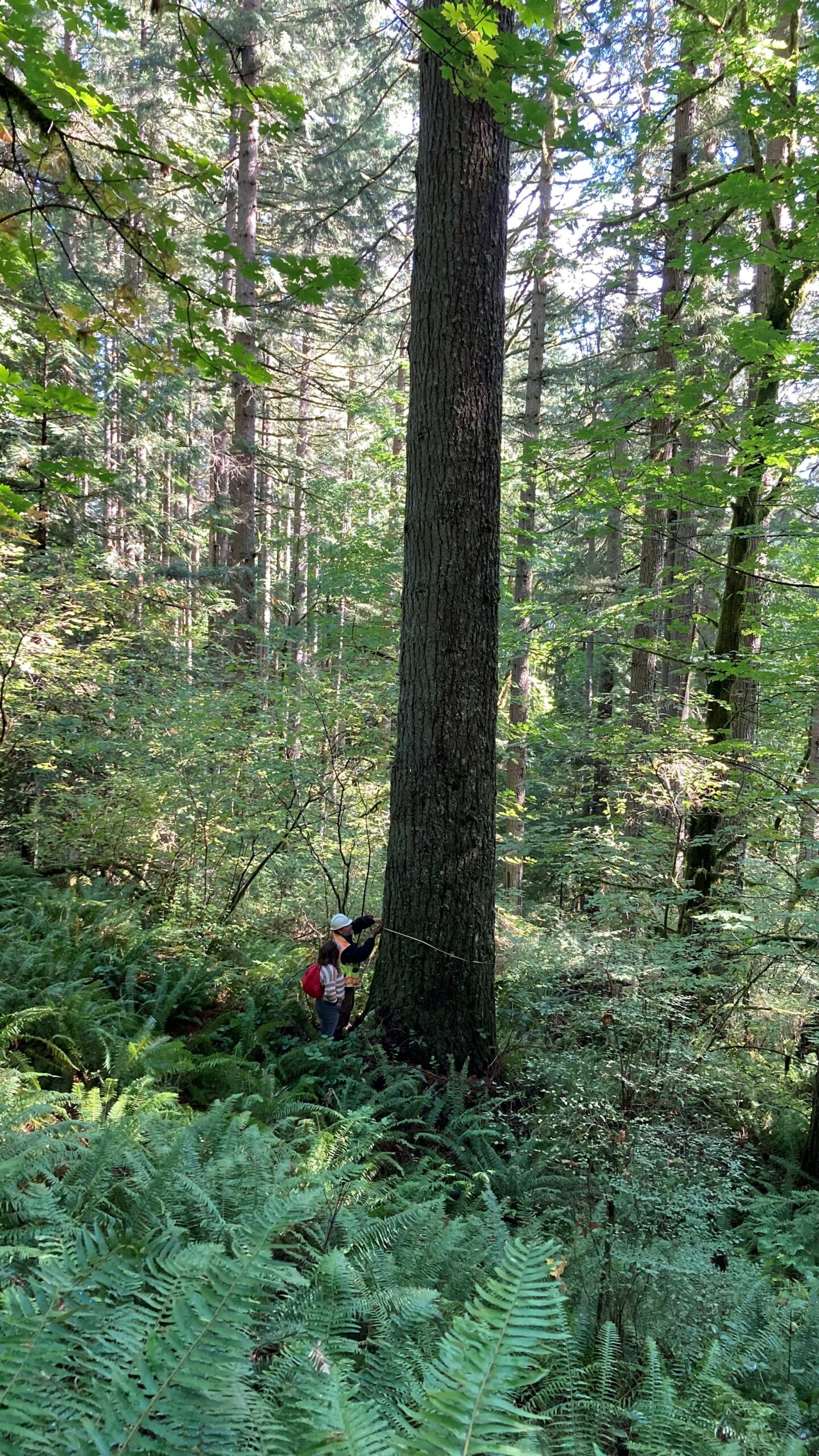 Legacy forests are key to a future in a changed climate - Works in Progress